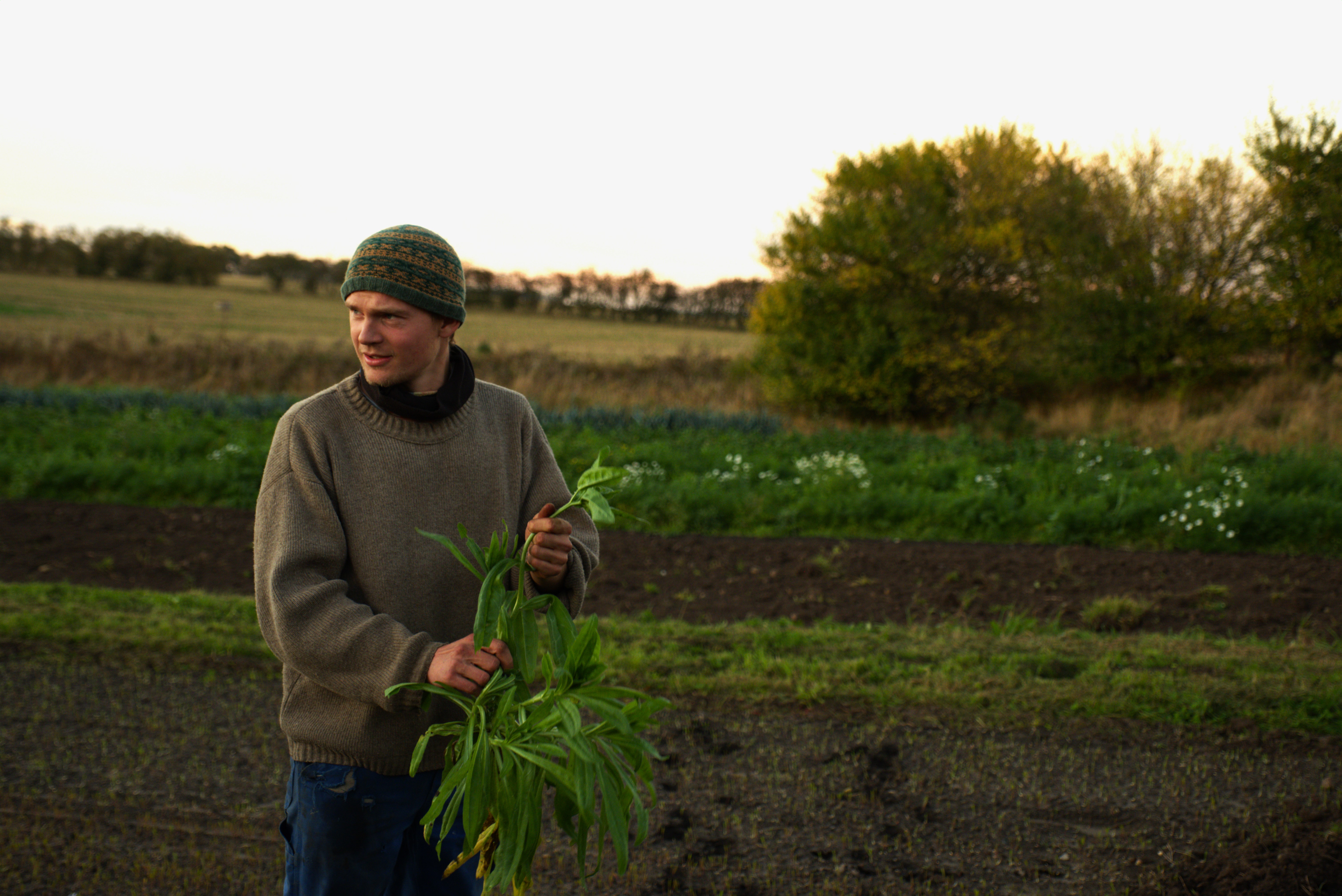 Reflections and challenges of starting a small-scale farm in Denmark ...